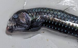 Viperfish Facts - Fact Animal