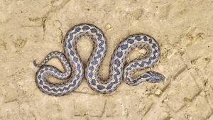 Viper Facts - Fact Animal