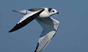 Xeme Facts - Fact Animal