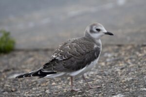 Xeme Facts - Fact Animal