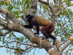 Uakari Facts - Fact Animal