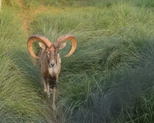 Urial Facts - Fact Animal