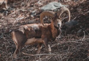Urial Facts - Fact Animal