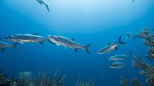 Tarpon Facts - Fact Animal
