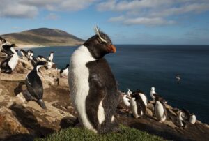 Rockhopper Penguin Facts - Fact Animal