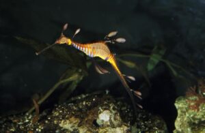 Sea Dragons Facts - Fact Animal
