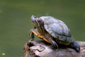 Red-eared slider Facts - Fact Animal