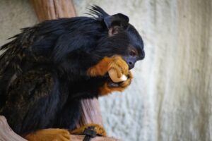 Red-handed Tamarin Facts - Fact Animal