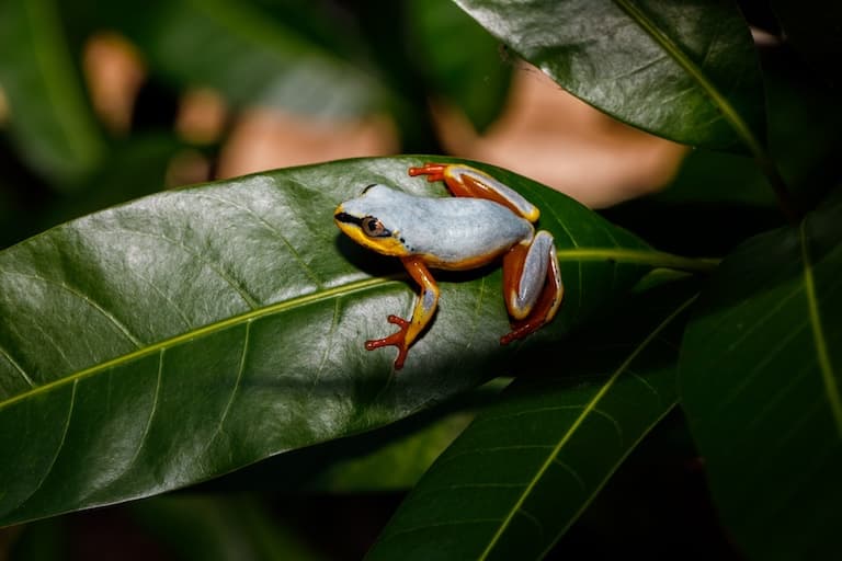 Reed Frog Facts - Fact Animal