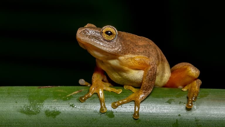 Reed Frog Facts - Fact Animal