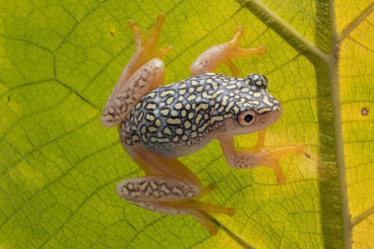 Reed Frog Facts - Fact Animal