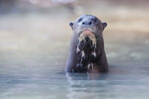 River Otter Facts - Fact Animal