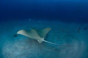 Rays Facts - Fact Animal