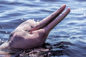River Dolphin Facts - Fact Animal