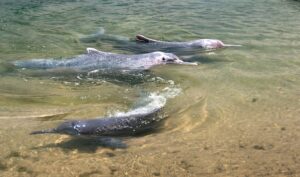 River Dolphin Facts - Fact Animal