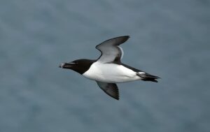 Razorbill Facts - Fact Animal