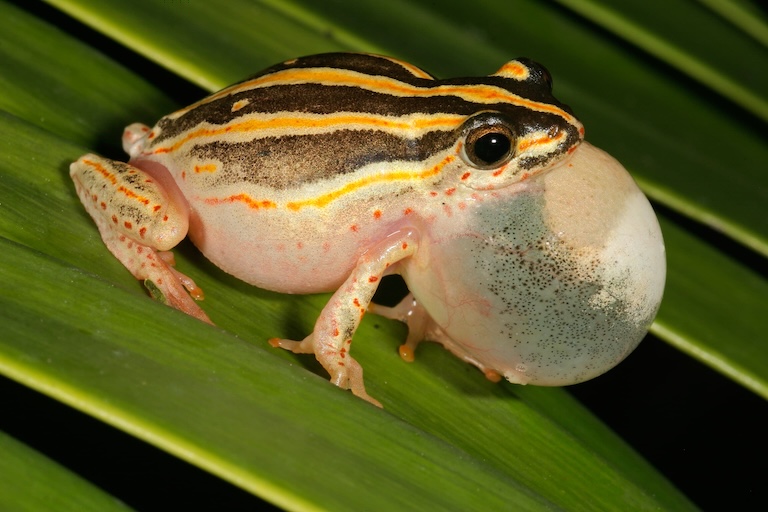 Painted Reed Frog Facts - Fact Animal