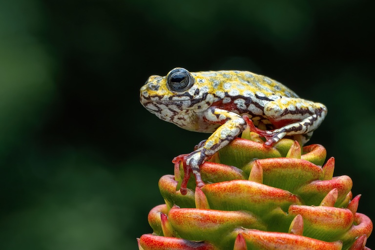 Painted Reed Frog Facts - Fact Animal